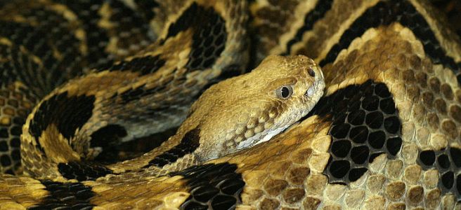 Gotta love that brood of vipers – Ripples in the Font–Spiritual ...